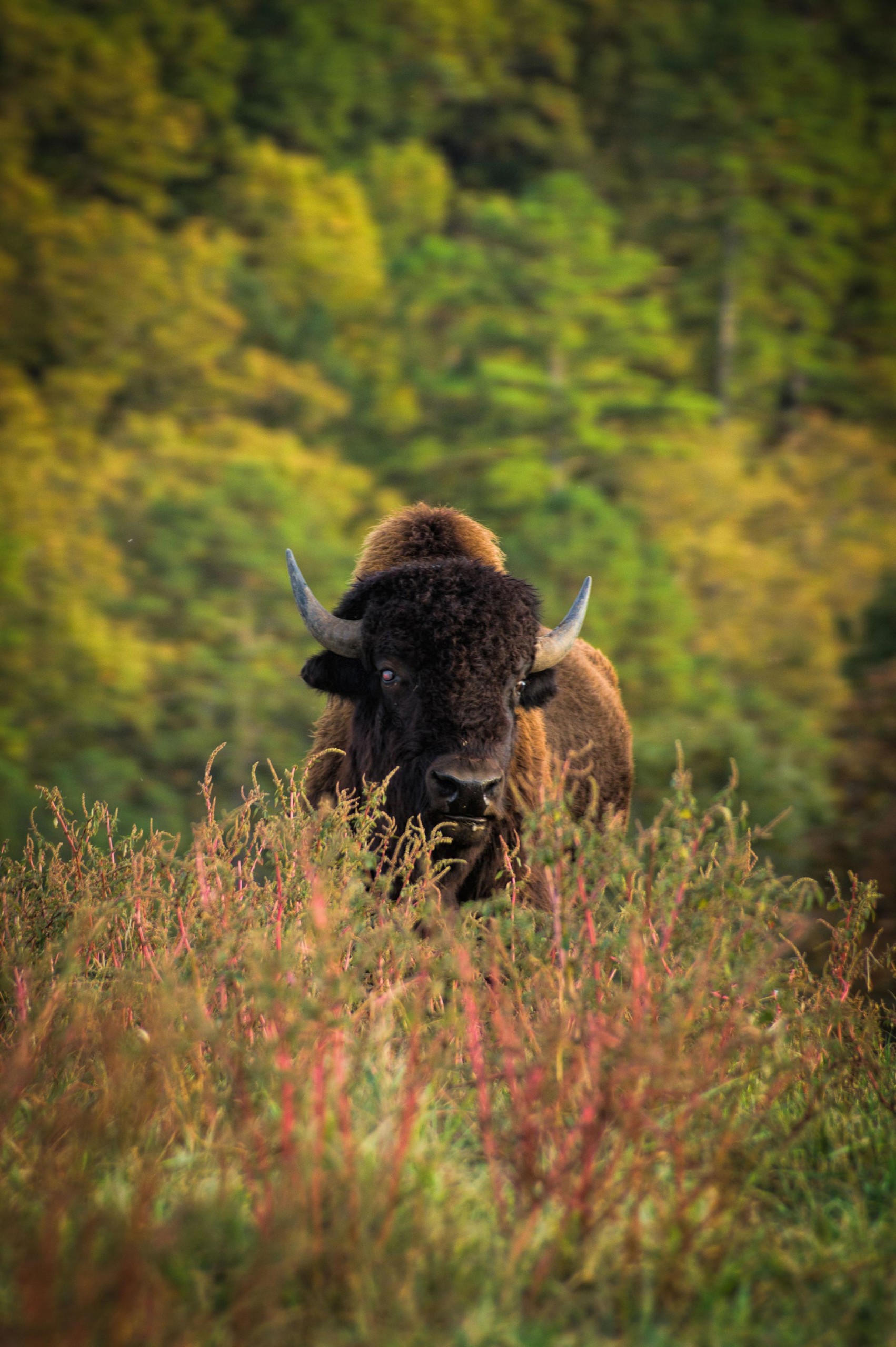 Fall In Jackson Hole | The Cloudveil